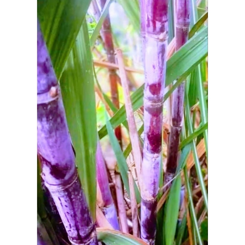 Jual tebu merah manis | Shopee Indonesia