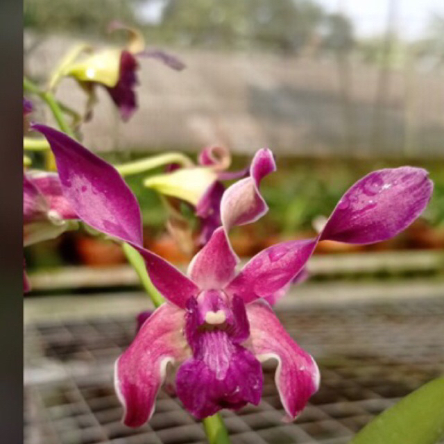 Jual Anggrek Dendrobium Blue twist x cobra | Shopee Indonesia