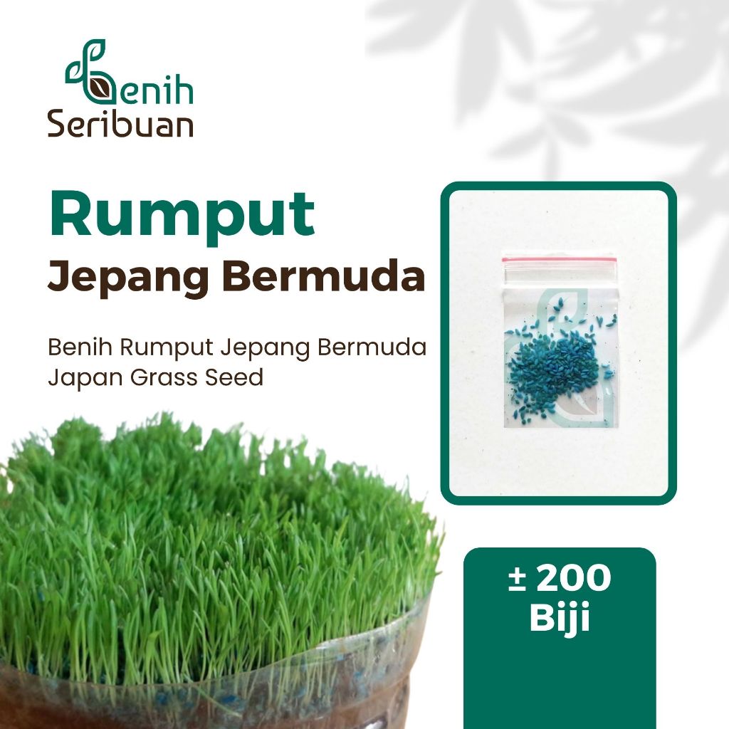Jual 200 Benih Bibit Rumput Jepang Bermuda Grass Seed Standar Golf ...