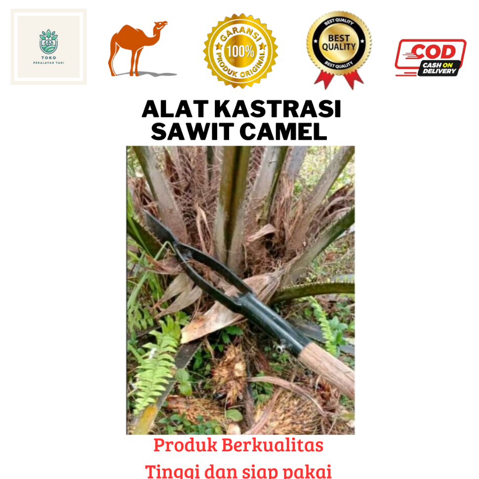 Jual ALAT KASTRASI SAWIT / DODOS KASTRASI SAWIT ORIGINAL 100% Sesuai ...
