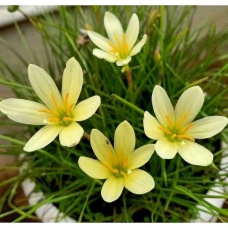 Jual Tanaman Hias Rain Lily Bunga Kuning - Kulukus - Lily Hujan ...