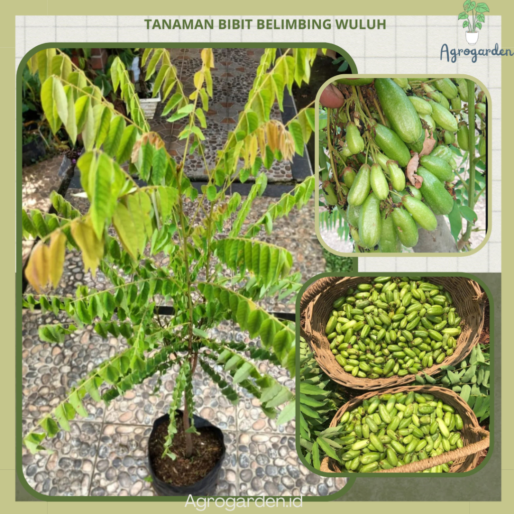 Jual BIBIT BLIMBING - BELIMBING WULUH - Bibit Tanaman Buah Belimbing ...