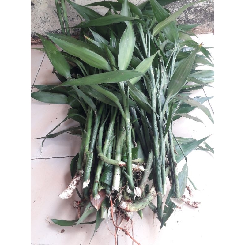 Jual Bambu Hoki siap tanam berakar dan rimbun 5 pcs | Shopee Indonesia