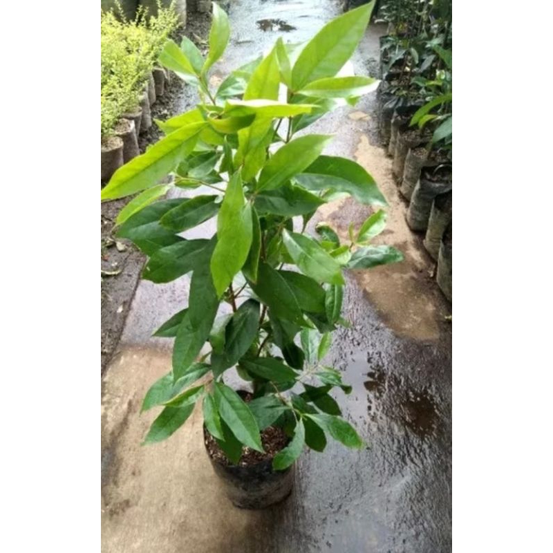 Jual Tanaman Salam Rimbun / Tanaman Daun Salam Rimbun | Shopee Indonesia