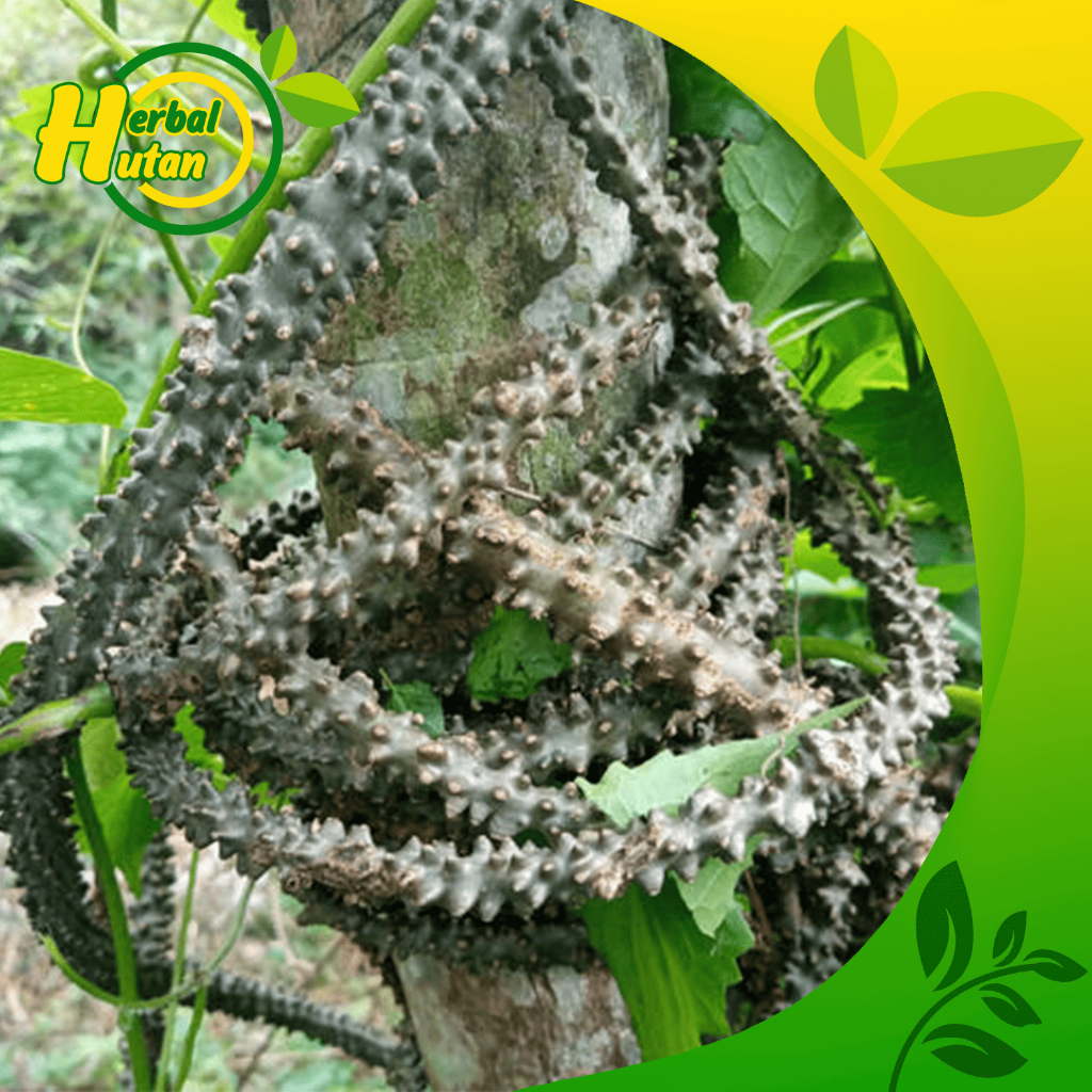 Jual Batang Brotowali Segar 1kg Jamu dan Untuk Sapih Anak FRESSH ...