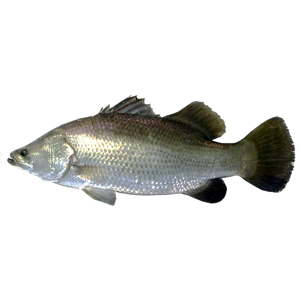 Jual Ikan Kakap Putih Segar 500gr | Shopee Indonesia