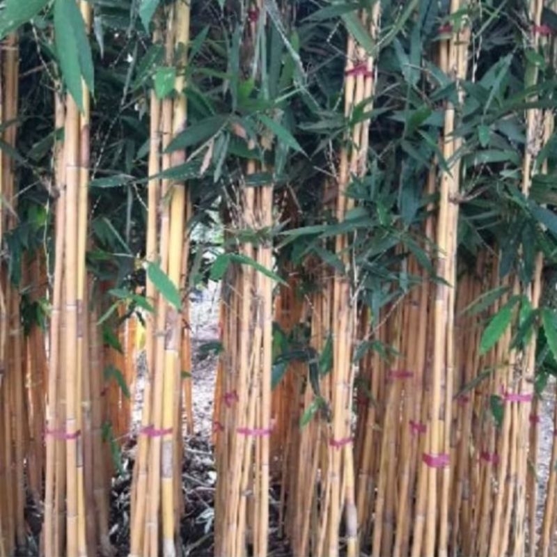Jual Bambu kuning panda isi 6 batang pohon | Shopee Indonesia