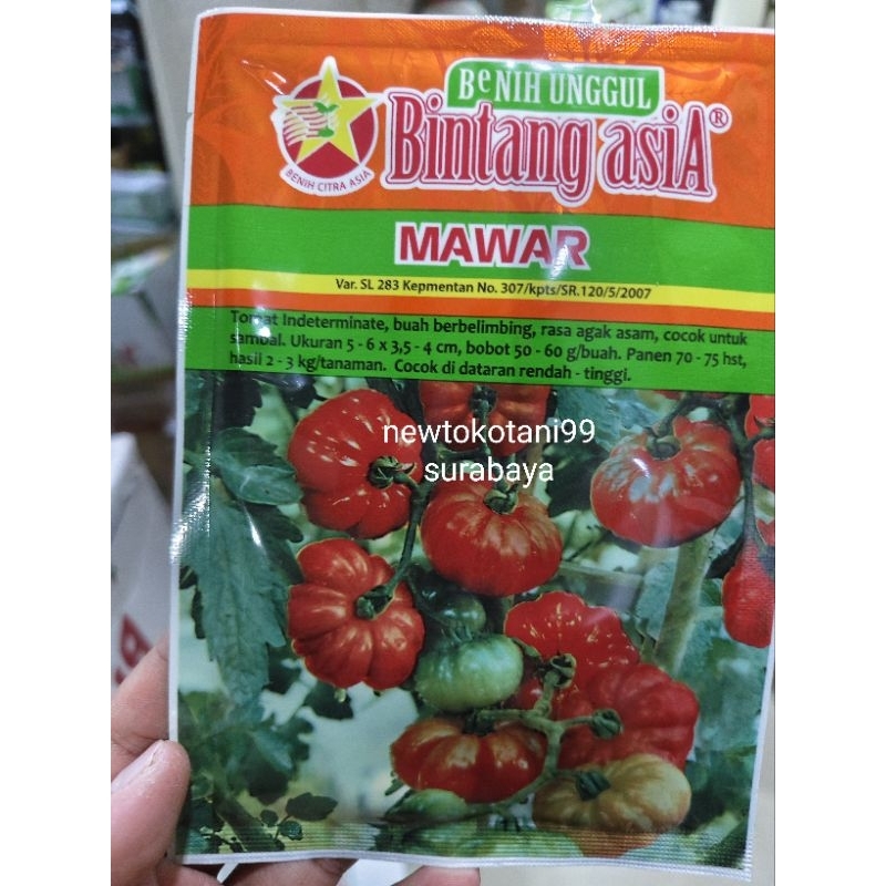 Jual Benih tomat MAWAR 10 gram tomat keriting mawar dari bintang asia ...