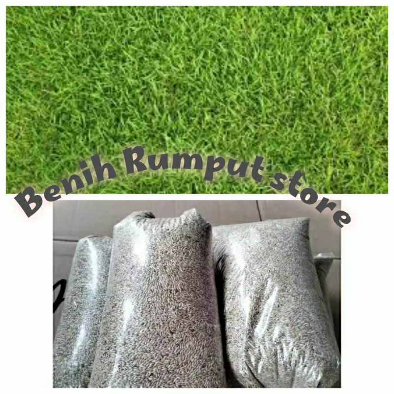 Jual Benih Rumput gajah mini 500gram | Shopee Indonesia