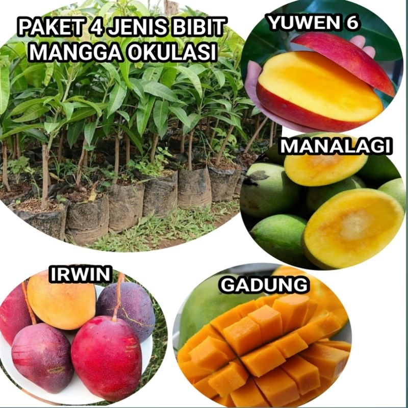 Jual 1 paket isi 4 Bibit mangga okulasi (4 jenis mangga) | Shopee Indonesia