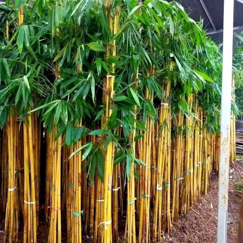 Jual Bambu Kuning Asli / Bambu Panda Per 1 Batang - Bambu Kuning ...