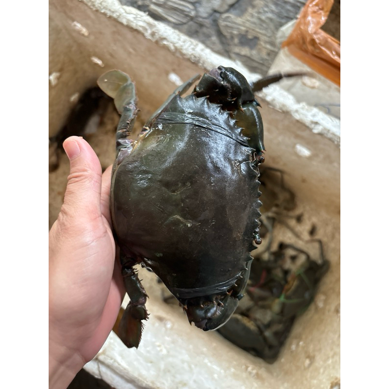 Jual KEPITING TELUR ISI 3 1KG | Shopee Indonesia