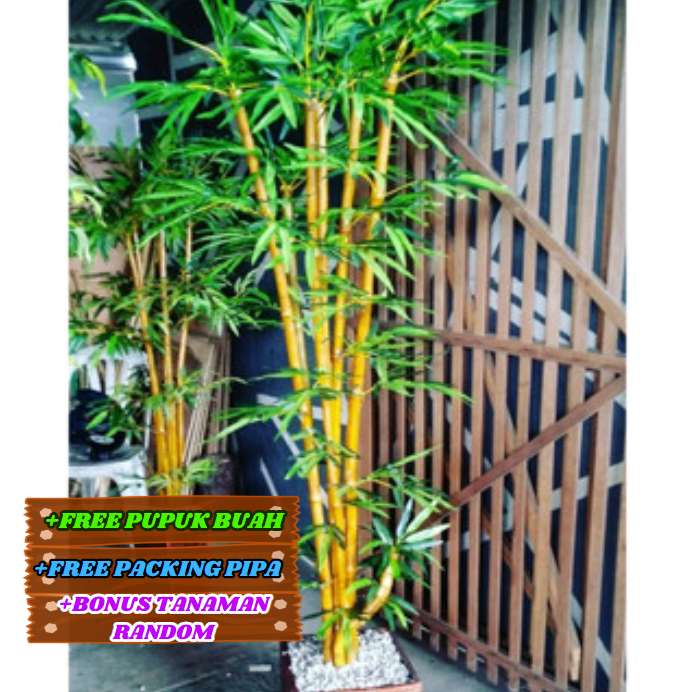 Jual Bambu Kuning ( TANAM DI POT ) Pembersih Udara | Shopee Indonesia