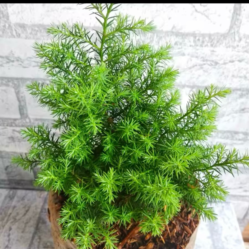 Jual tanaman cemara embun rimbun segar | Shopee Indonesia