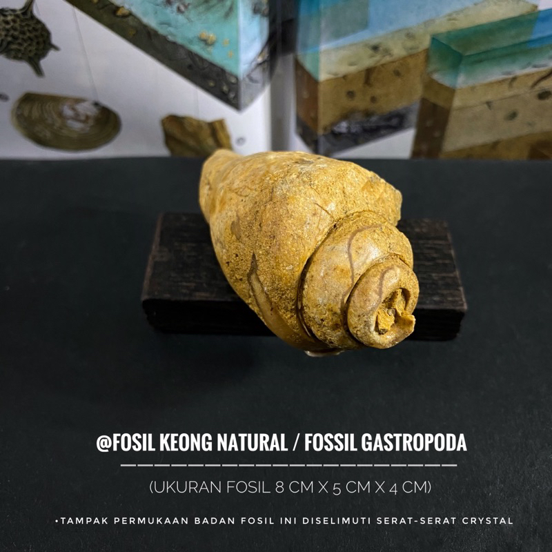 Jual Fosil Keong Semi Crystal Natural A29 atau Fosil Kerang atau Fossil Gastropoda atau Fosil ...