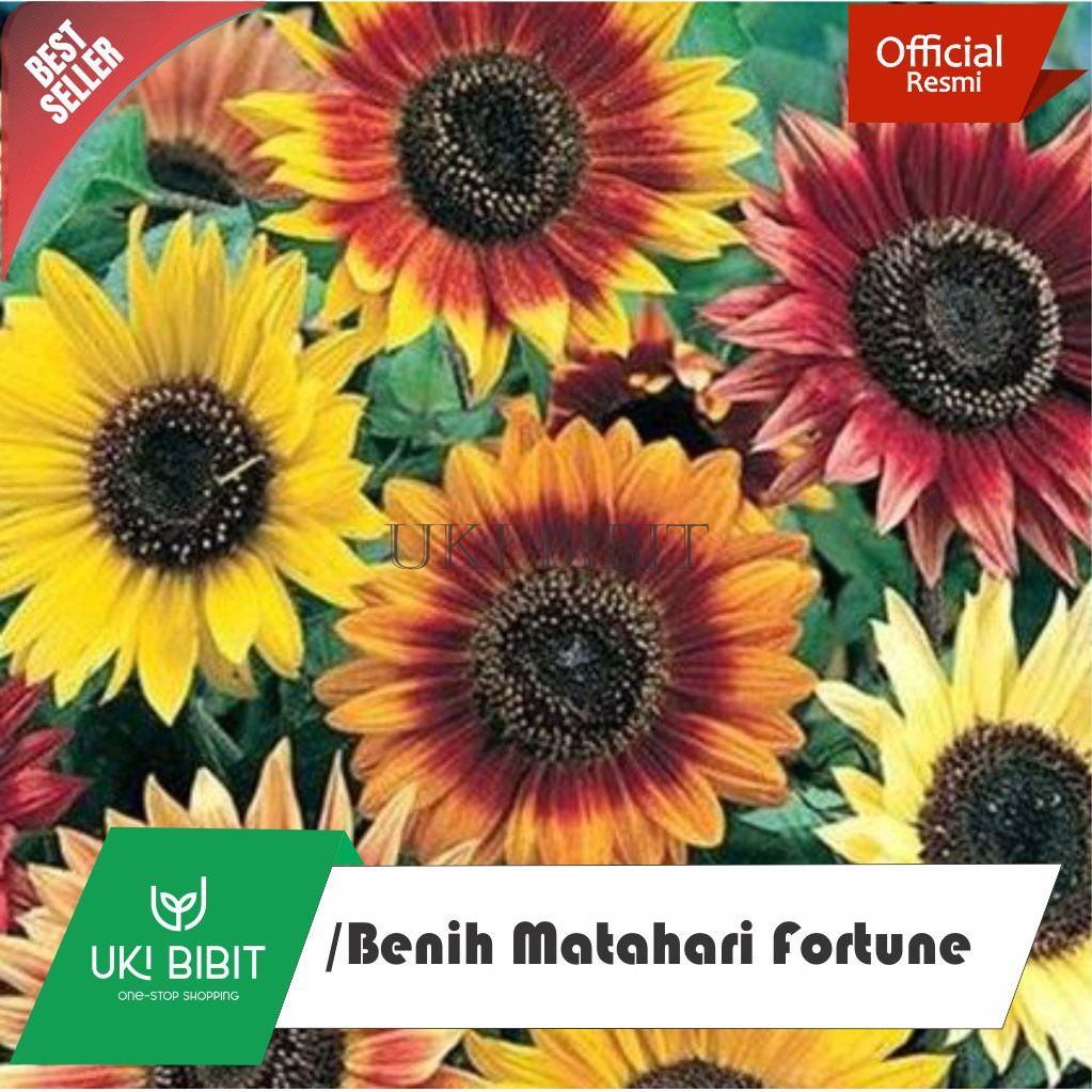 Jual ( 5 Butir ) Benih Biji Bunga Matahari Fortune | Shopee Indonesia