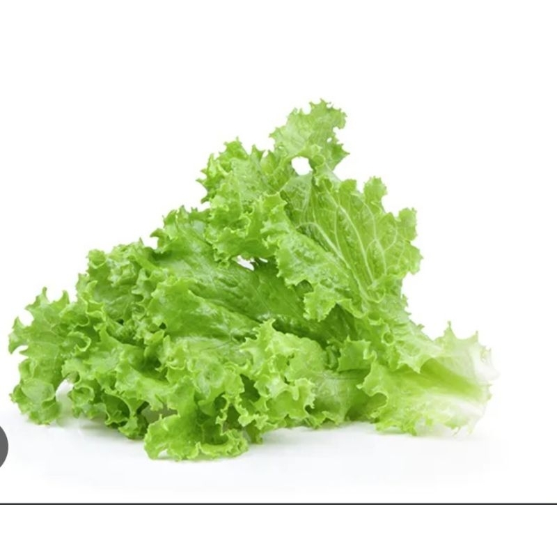 Jual daun selada | slada sayur segar 100gr | sayuran salad | Shopee ...
