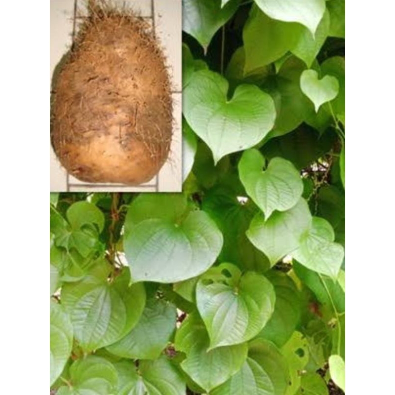 Jual Daun Gembili Segar 250 Gram Fresh Obat Herbal Tradisional Murah ...
