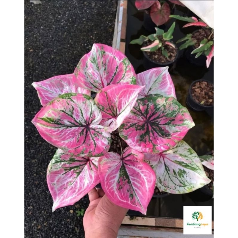 Jual Caladium Hybrid Thailand Series - Tanaman Hias Hidup Keladi ...