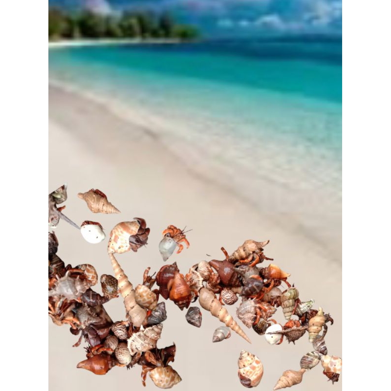 Jual mainan edukasi kelomang berat setengah kg atau 500g. size dan ...