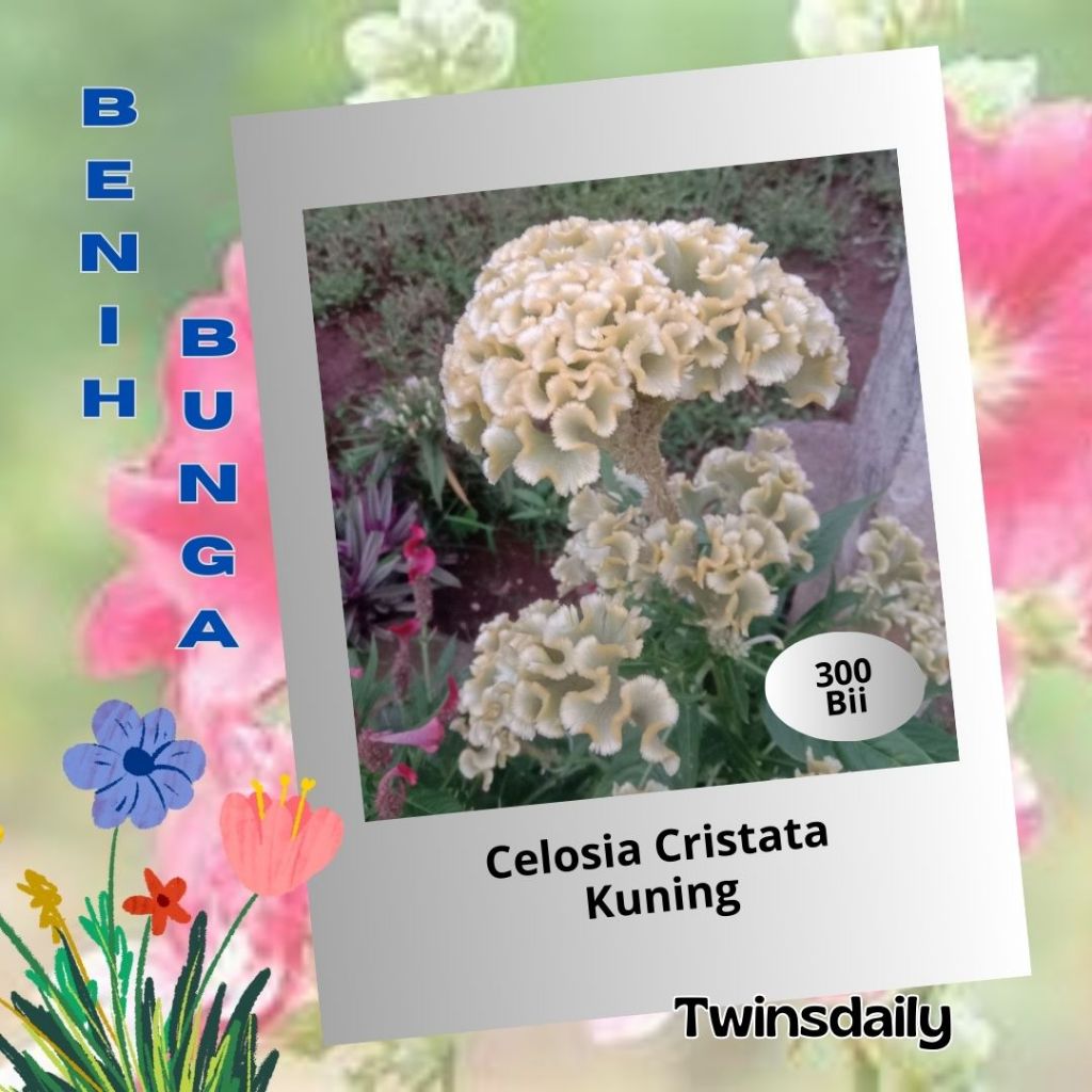 Jual Twinsdaily || 300 Biji Benih Bunga Celosia Cristata Jengger Ayam ...