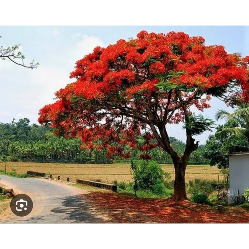 Jual Benih Flamboyan Merah ( 6 biji ) | Shopee Indonesia