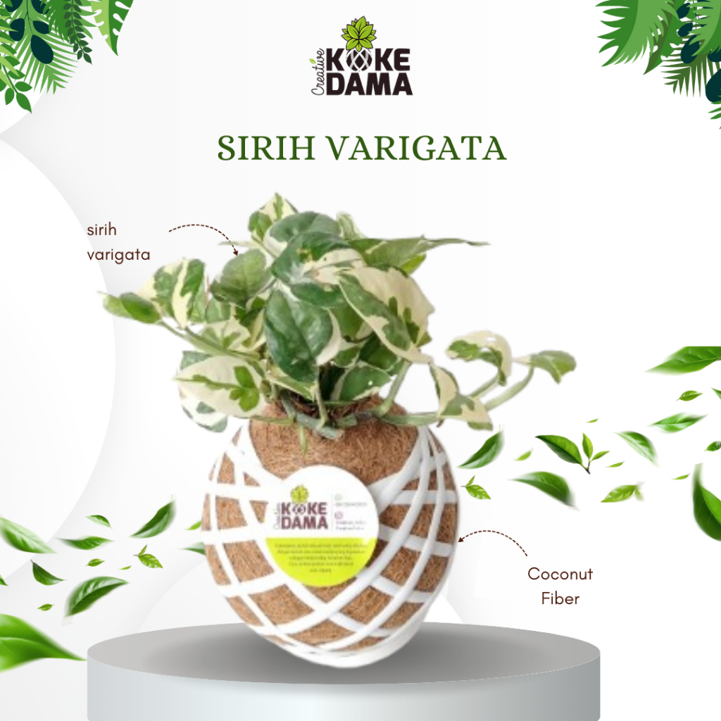 Jual Tanaman Kokedama Sirih Variegata by Creative Kokedama | Shopee ...