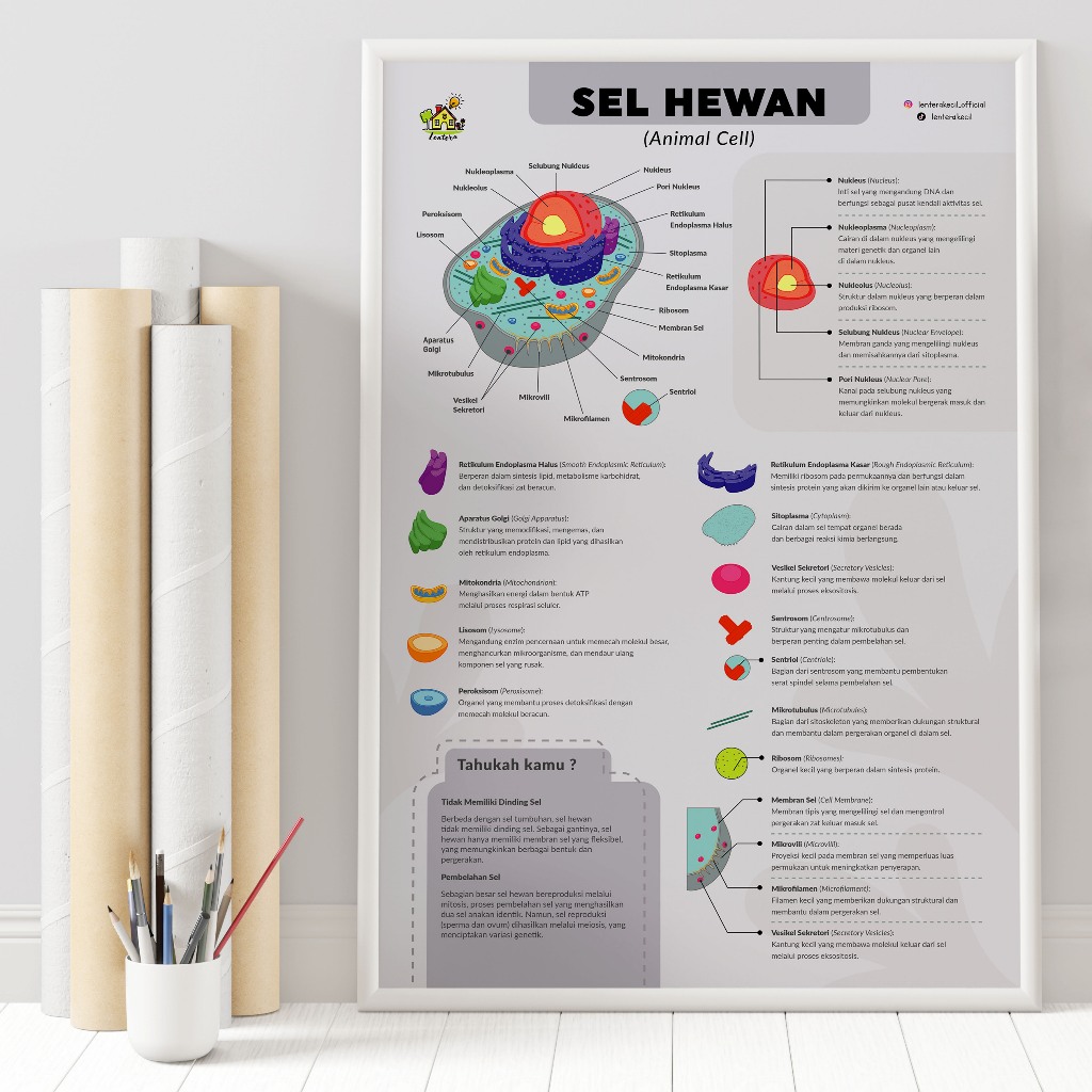 Jual PAKET Poster Edukasi Biologi ILMU SEL SITOLOGI SEL TUMBUHAN HEWAN ...