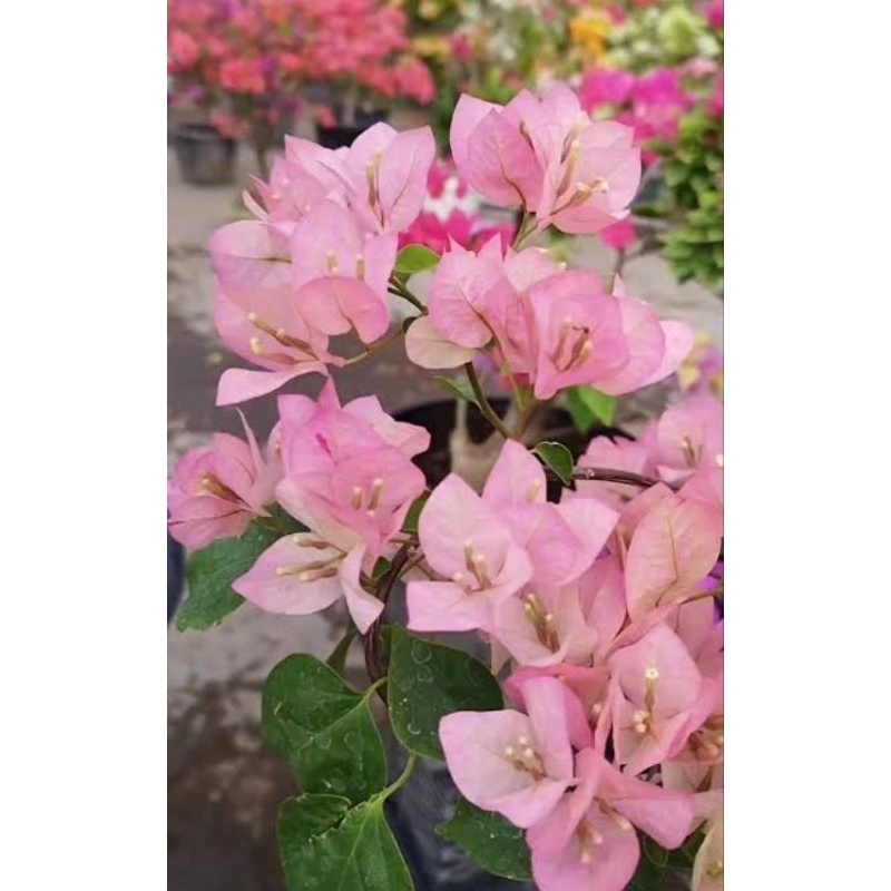 Jual Bunga Bougenville Lady Bird (Bibit bunga bougenville lady bird ...