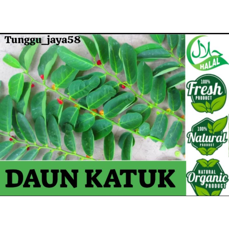 Jual 100 GRAM DAUN KATUK SEGAR untuk kesehatan dan memperlancar asi ...