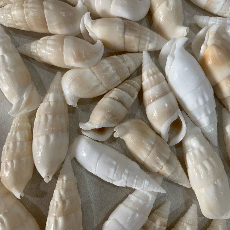 Jual (1kg) Kerang Burung Kolase Kerang Bahan Kerajinan | Shopee Indonesia