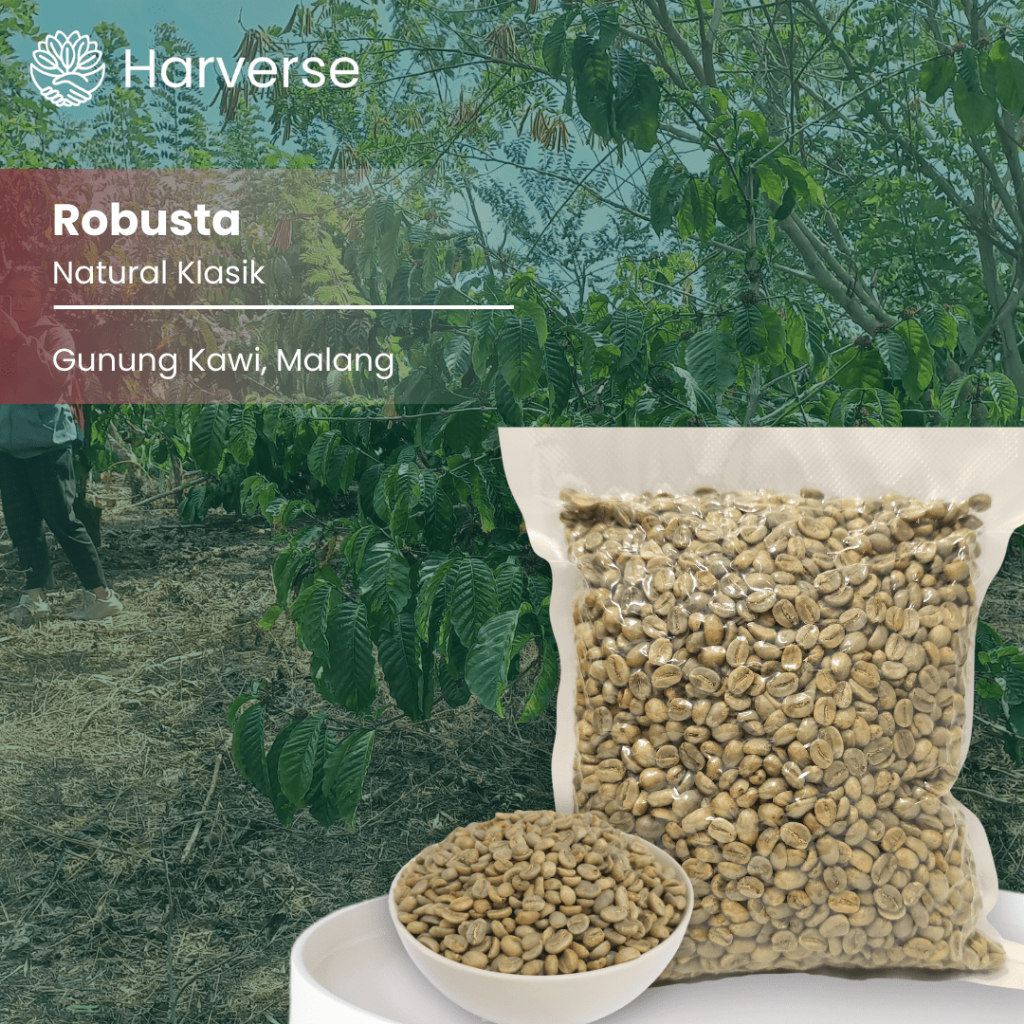 Jual Green Bean Robusta Gunung Kawi- Proses Natural - 1 kg - Harverse ...