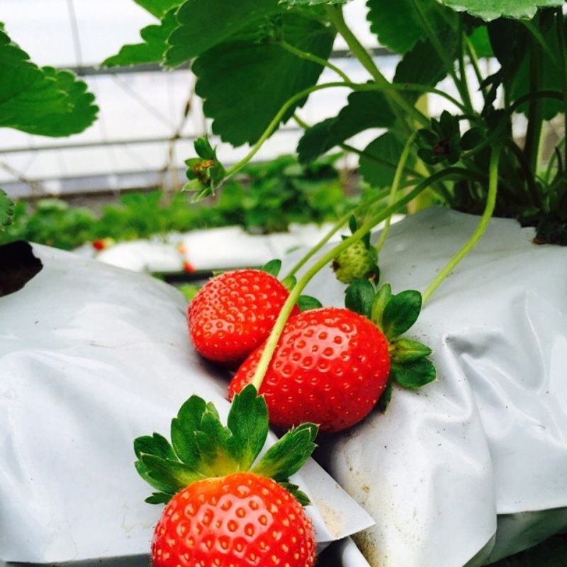 Jual Bibit stoberi (bisa berbuah di dalam pot) | Shopee Indonesia