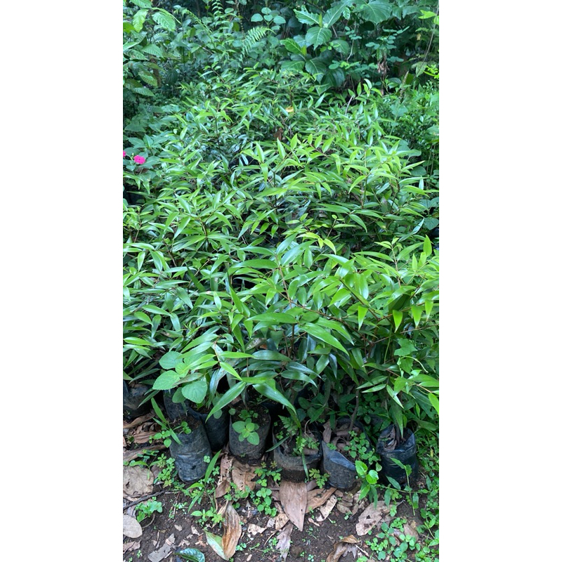 Jual Tanaman Damar - Bibit Kidamar - Pohon Agathis Dammara - Pohon Kayu ...