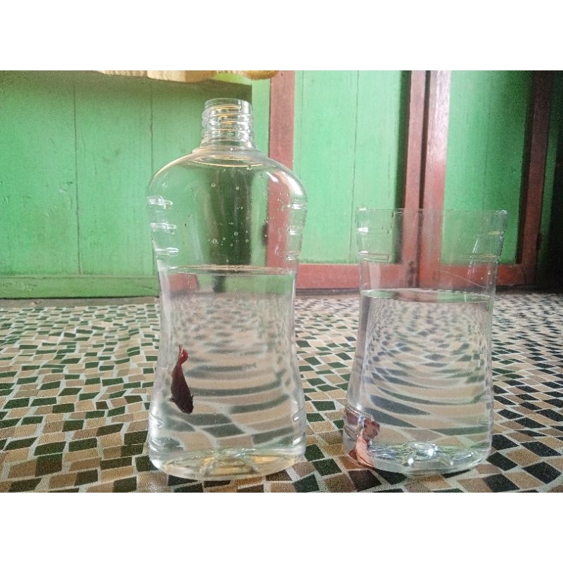 Jual Botol Ikan Cupang Ukuran 700ml | Shopee Indonesia