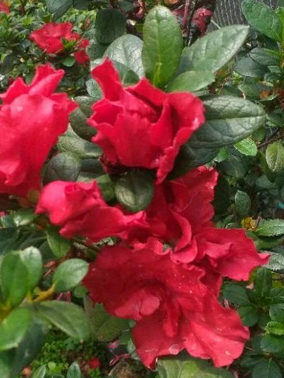 Jual Tanaman Bunga Azalea Merah Tumpuk ( Sudah Berbunga ) | Shopee ...