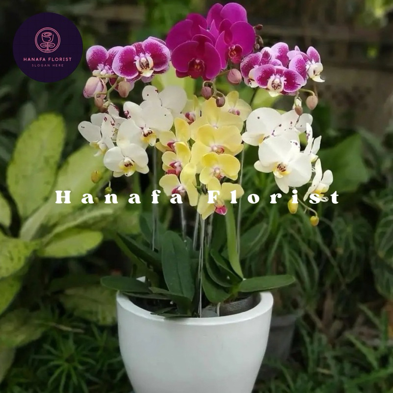 Jual Bunga Lokal Anggrek Bulan / Orchid Fresh ( Bunga Segar Jakarta ...