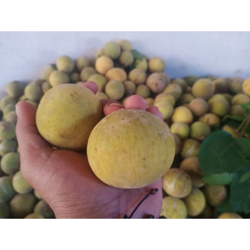 Jual Buah Kecapi Daun / Lumut 1 kg | Shopee Indonesia