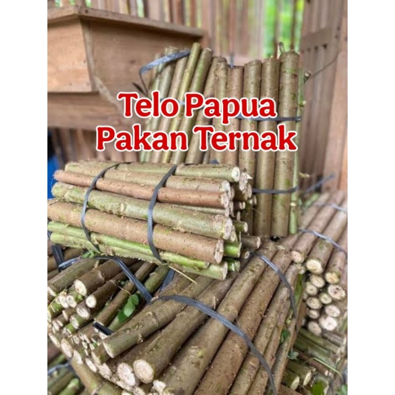 Jual BIBIT TELO PAPUA PAKAN TERNAK PALING DISUKAI TERNAK | PAKAN TERNAK ...