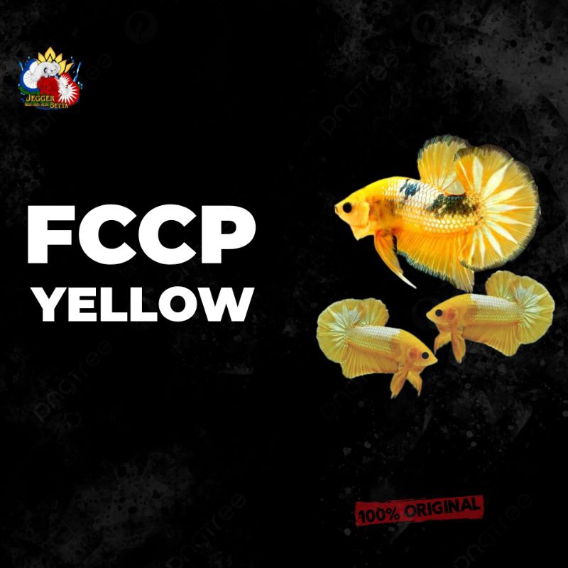 Jual Stiker Cupang Fccp Yellow Star Tail / hiasan aquarium | Shopee ...