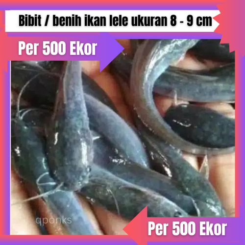 Jual Bibit / benih ikan lele ukuran 8 - 9 cm per 500 ekor | Shopee ...