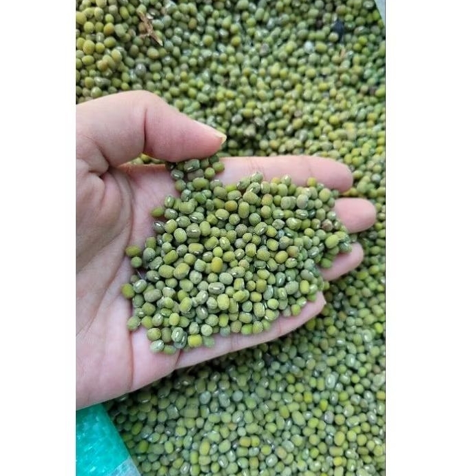 Jual 1 Kg KACANG HIJAU / IJO KHUSUS TOGE TERMURAH | BIBIT BENIH | BERKUALITAS | Shopee Indonesia