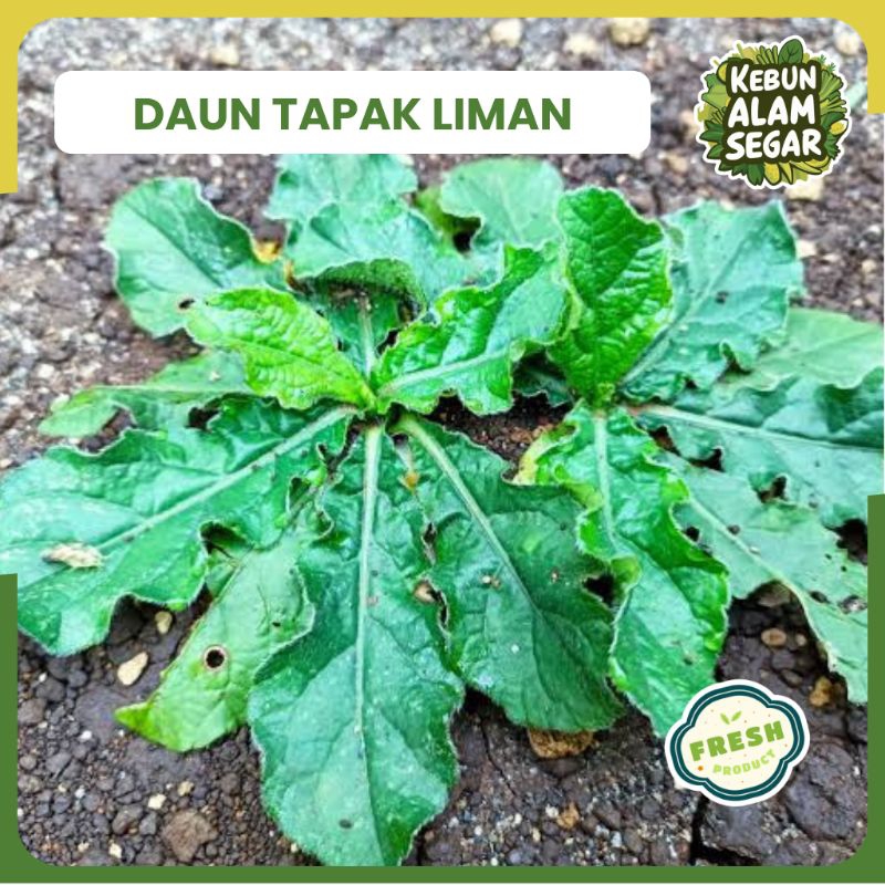 Jual DAUN TAPAK LIMAN SEGAR 250 GRAM | Shopee Indonesia