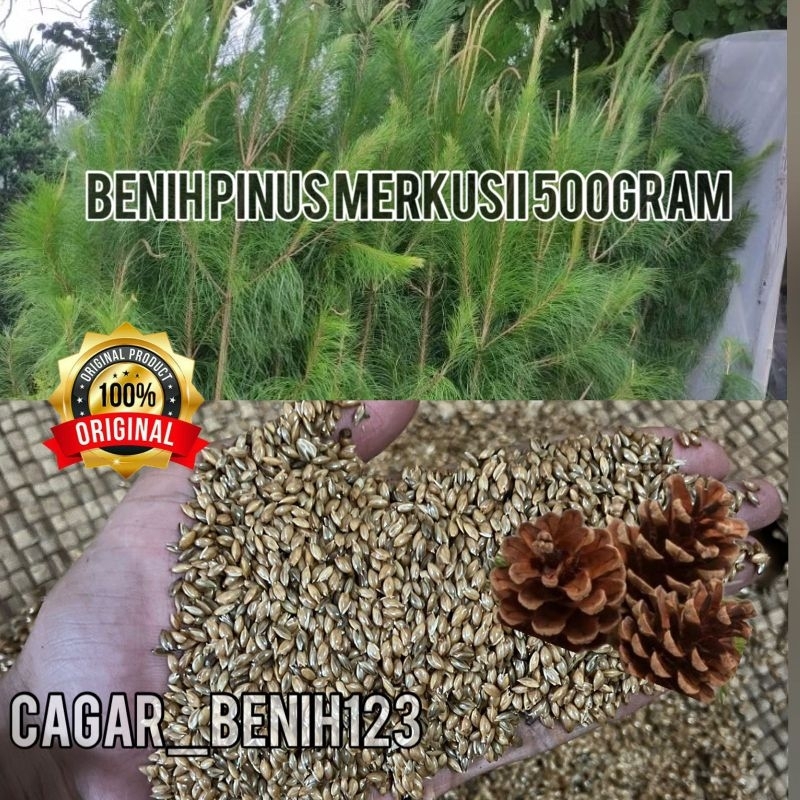 Jual 500gram/biji Pinus merkusii original | Shopee Indonesia