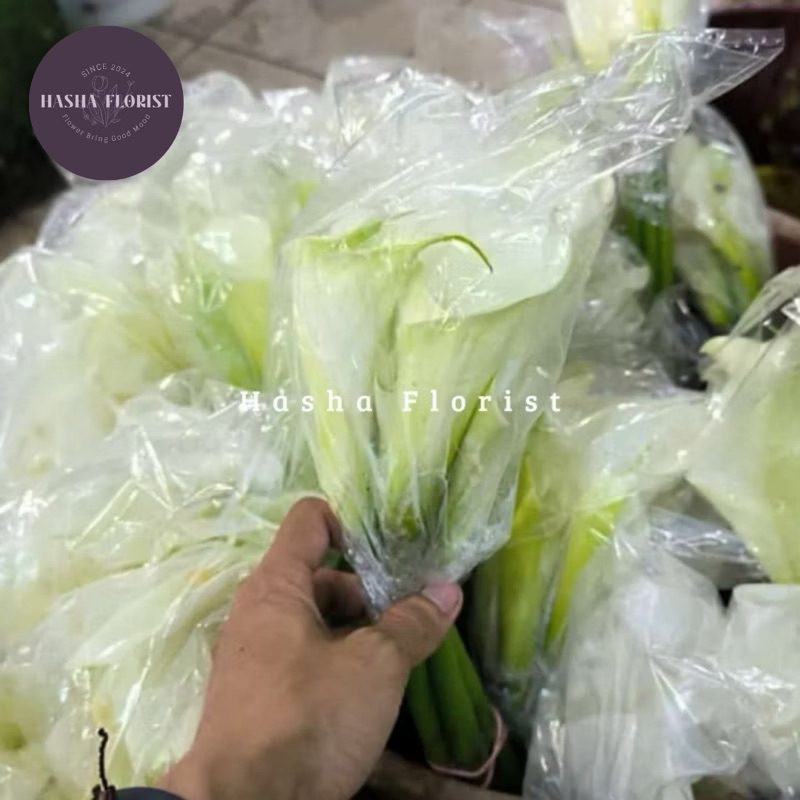Jual Bunga Calla Lily Fresh 5 TANGKAI ( Bunga Potong Segar Jakarta ...