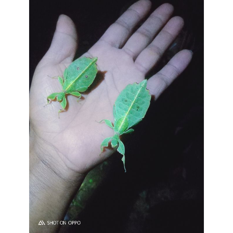 Jual belalang daun phylium jacobsoni anakan hidup 3ekor | Shopee Indonesia