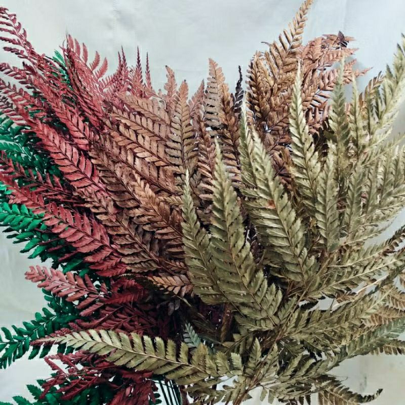 Jual 5 Ikat Daun Pakis Kering Hiasan Dekorasi Bahan Kerajinan ...