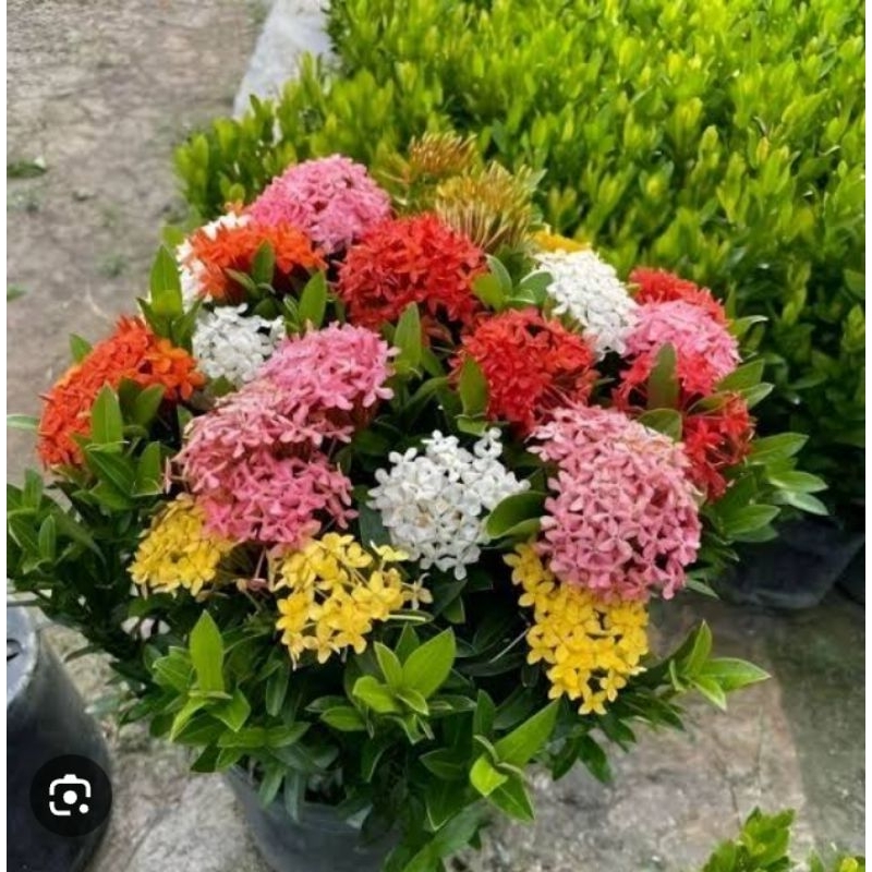 Jual bunga asoka berbagai macam warna | Shopee Indonesia
