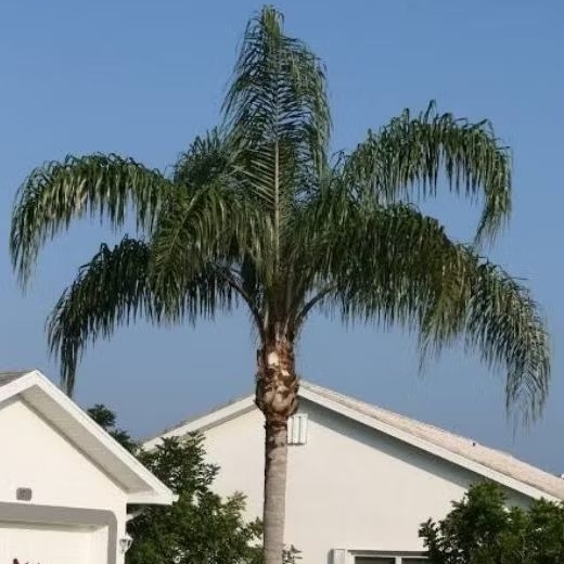 Jual Benih / Biji Palem / Palm Seeds: Syagrus romanzoffiana / Cocos ...