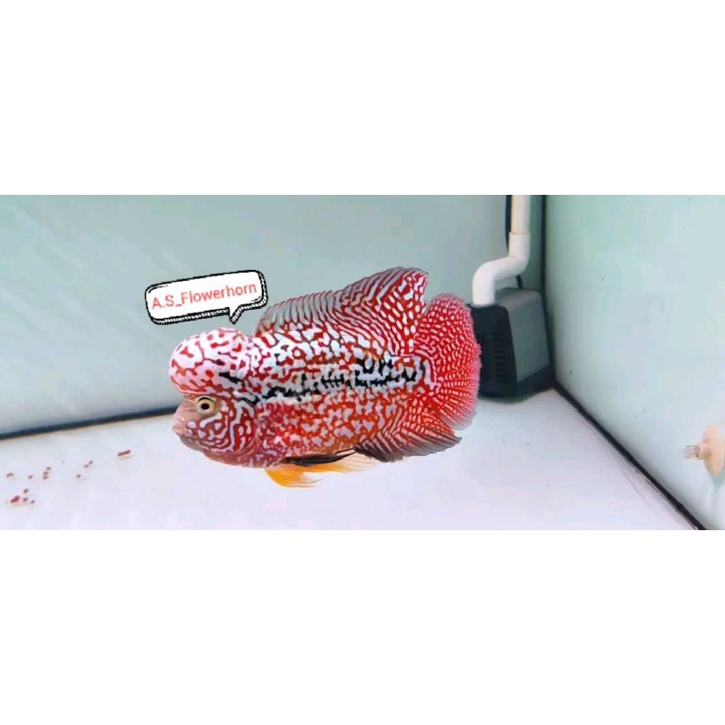 Jual Burayak Louhan Kamfa Redking VIP F2 Thailand | Shopee Indonesia